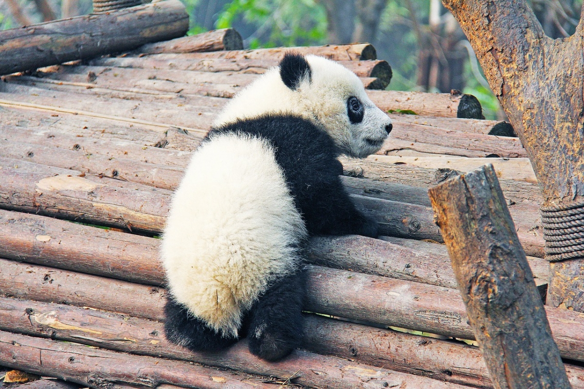 \'Peanut\' the Baby Panda Takes Her First Steps in This Adorable ...