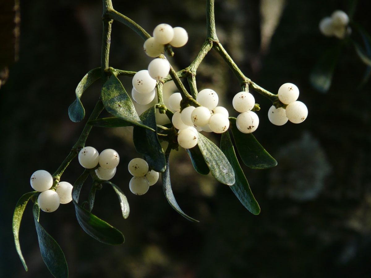 Why Do People Kiss Under the Mistletoe? - Christian Today