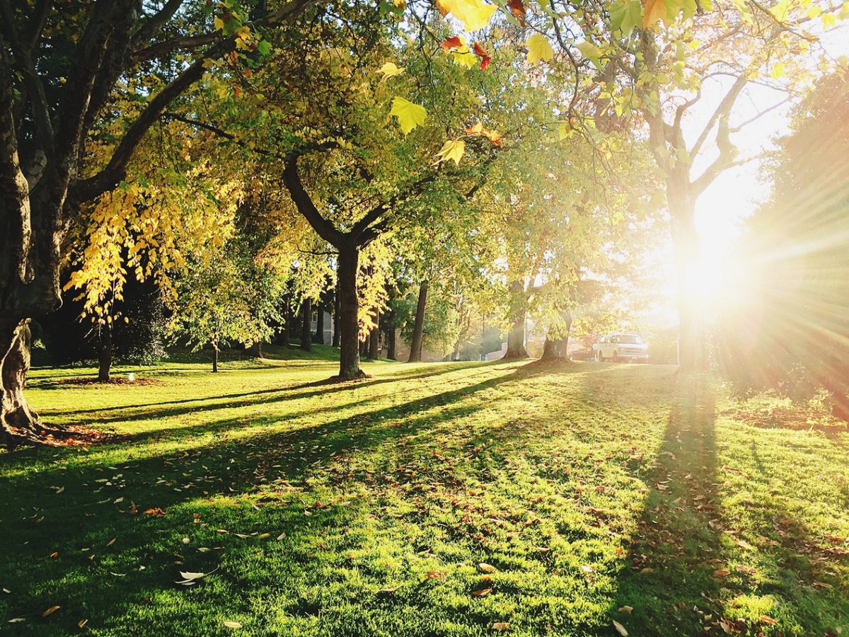 Why God uses trees as a metaphor - Christian Today