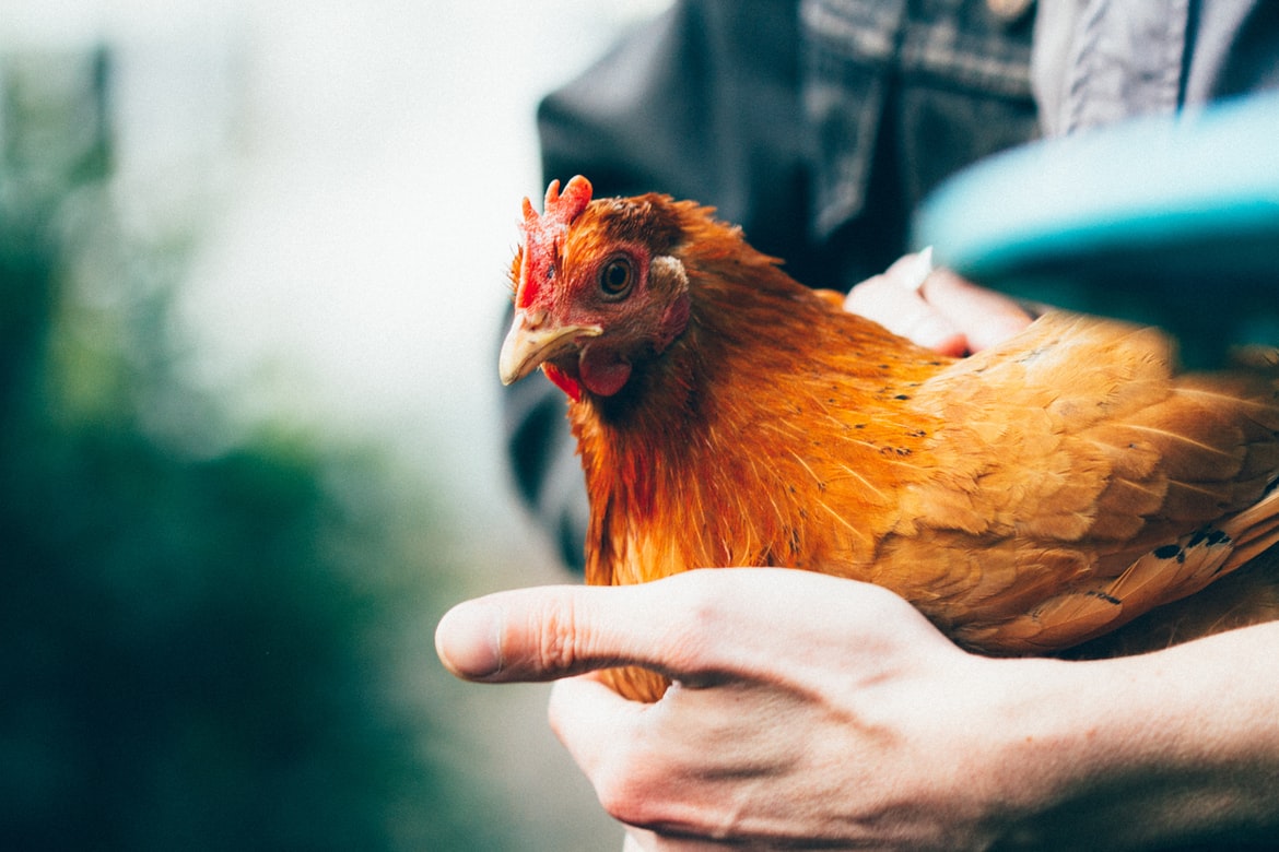 The case for shechita as the compassionate way to slaughter animals for ...