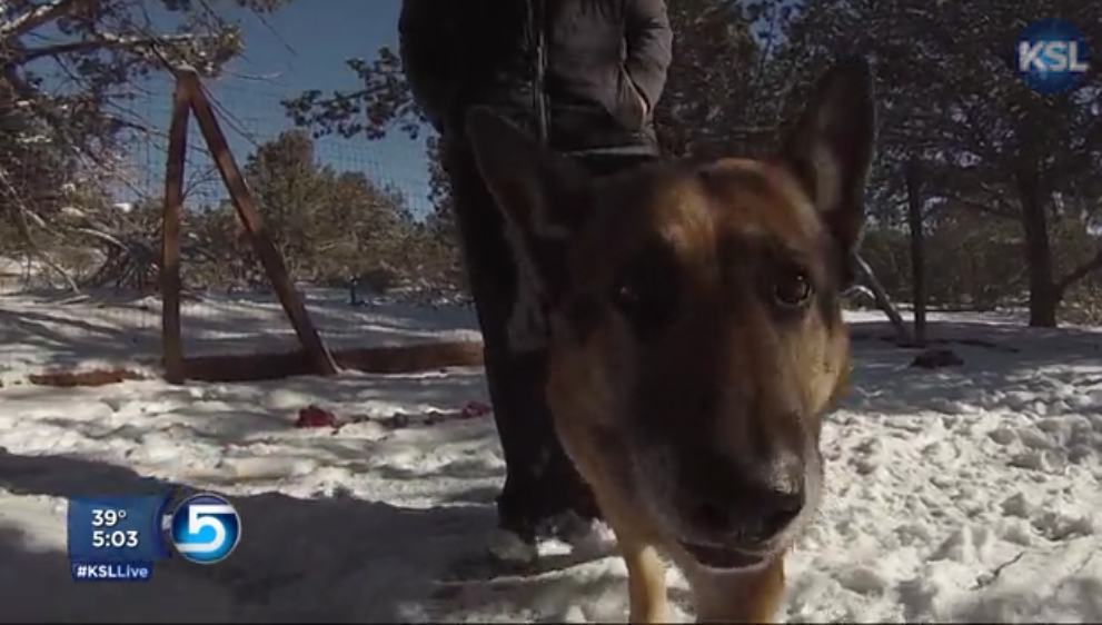 Dog that was to be euthanised as owner\'s dying wish gets second chance ...