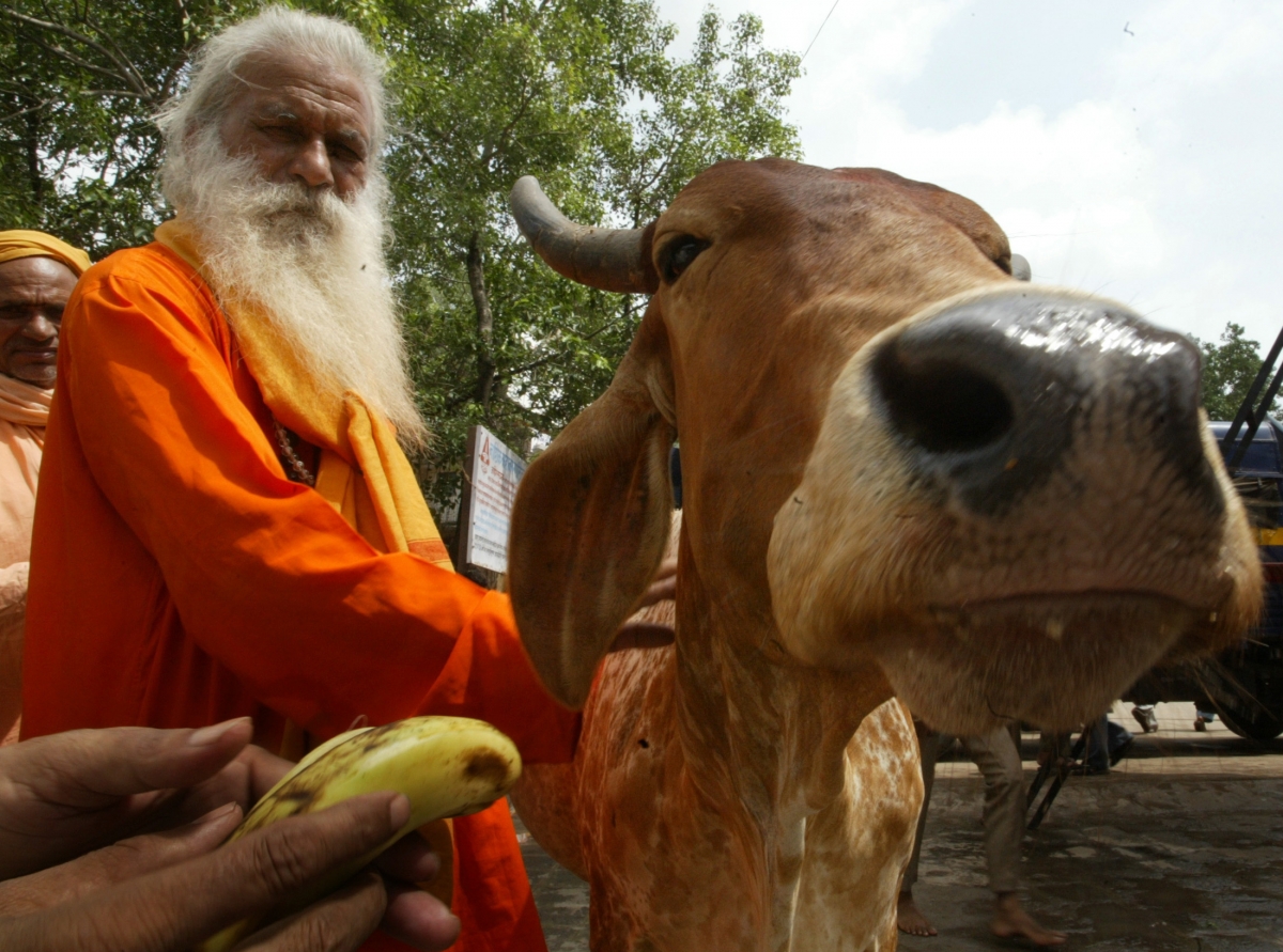 Protect people, not just cows, says India\'s senior Catholic bishop ...