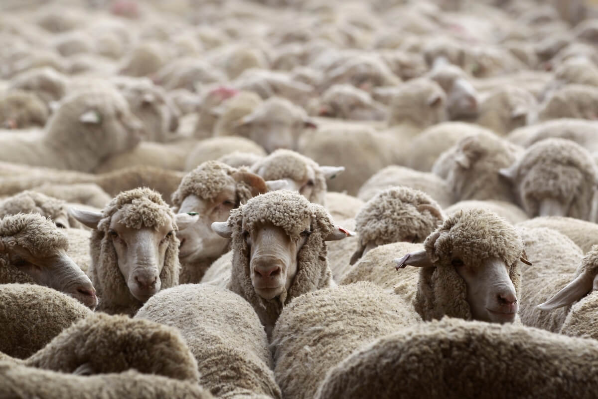Following God: How do we become like sheep? - Christian Today
