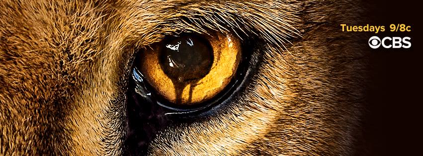 \'Zoo\' season 1 episode 8 spoilers: Team stumbles upon a terrifying ...