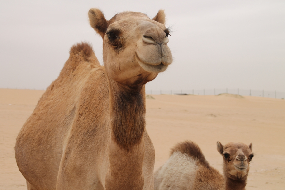 The camel and the needle: What did Jesus really mean? - Christian Today