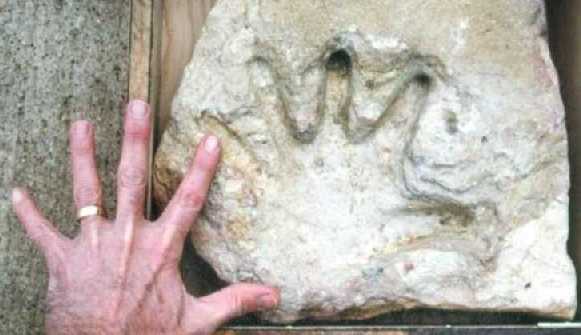 Fossils debunk evolution theory, support belief that God created life ...