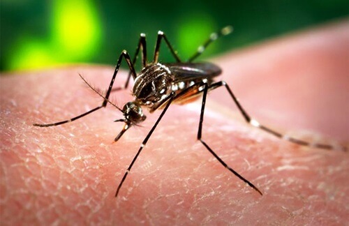 Brain-deforming Zika virus carried by mosquitoes reaches Hawaii ...