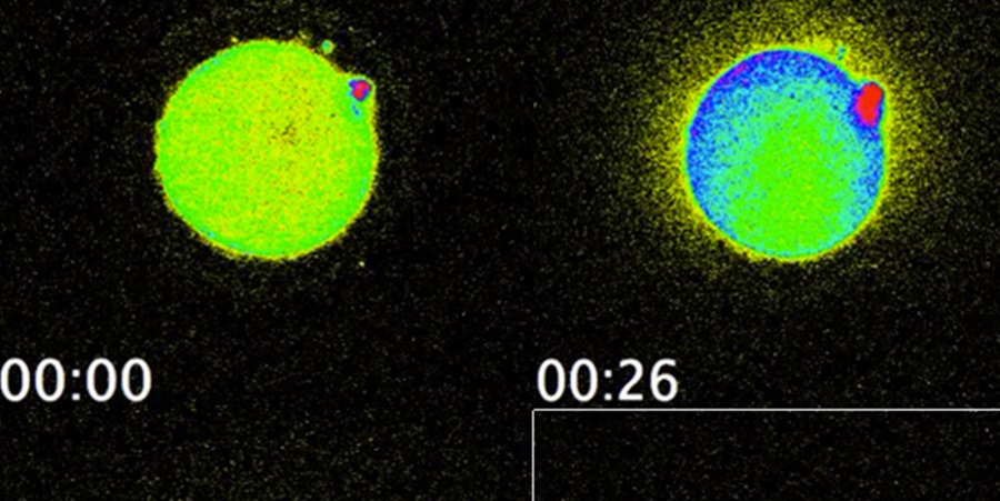 Spark of life: Light flashes like fireworks when egg and sperm meet ...