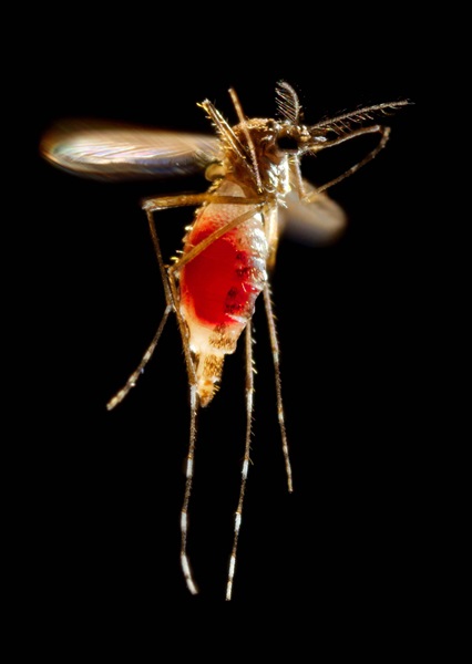 Count of Zika patients in U.S. suddenly rises, but there\'s no need to ...