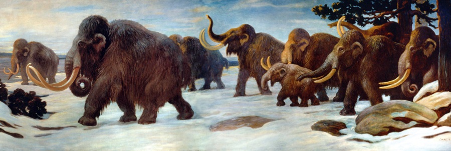 Scientists trying to resurrect extinct woolly mammoth through \'de ...