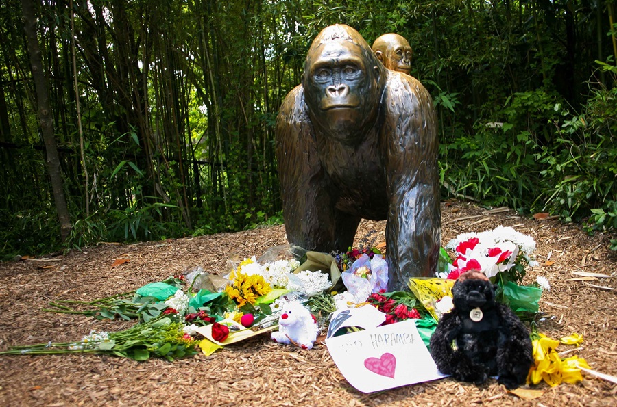 Franklin Graham, Perry Noble weigh in on Harambe\'s death: Human life ...