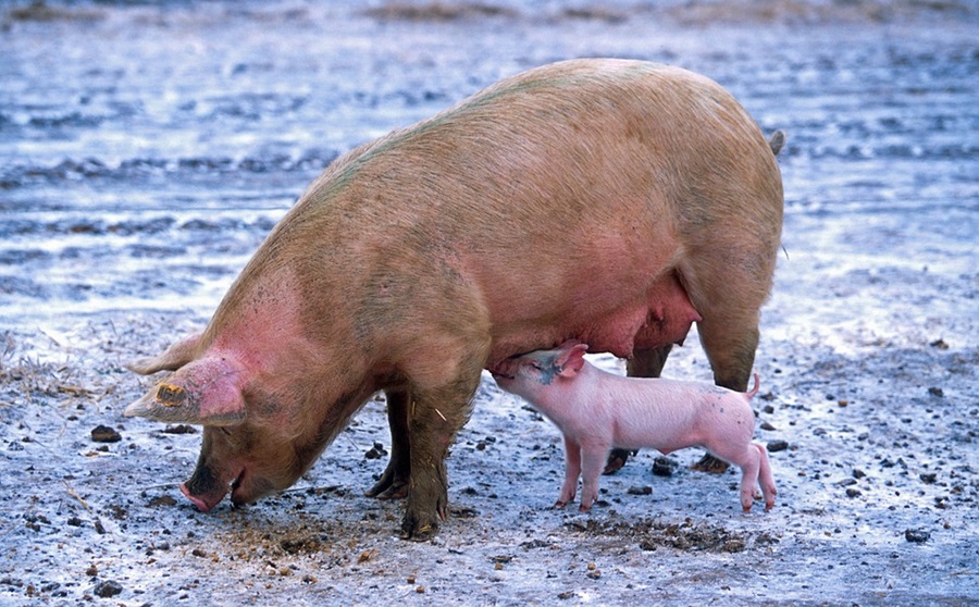 Crossing the line: Should scientists create pig-human hybrids ...