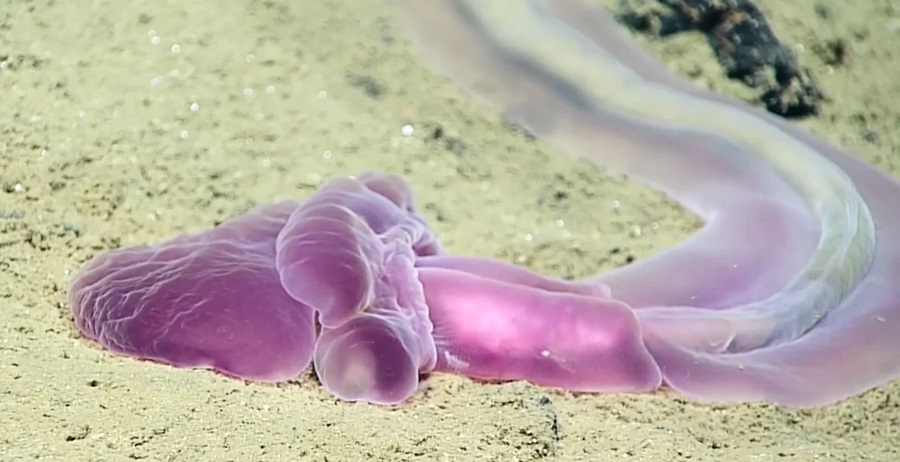 God\'s Newly Discovered Creations Amaze Scientists: Bizarre New Animals ...